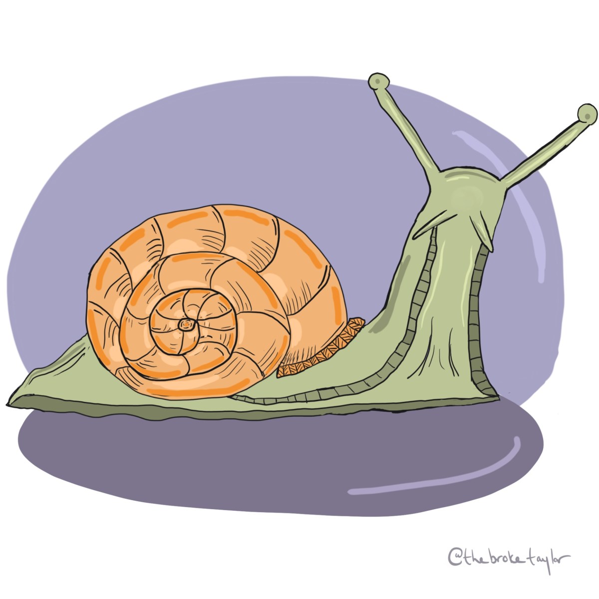 snail – broketaylor